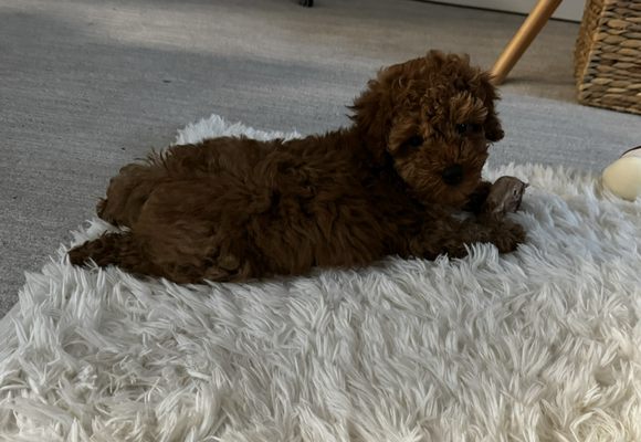 ALPHA ZULU K9 - Updated May 2024 - Engleside, Virginia - Pet Training ...