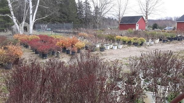 BRANCHING OUT NURSERY - Updated June 2026 - 14439 Eddy Lake Rd, Fenton ...