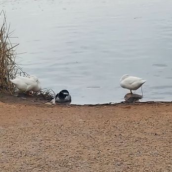 RIPARIAN PRESERVE AT WATER RANCH - Updated July 2025 - 736 Photos & 258 ...