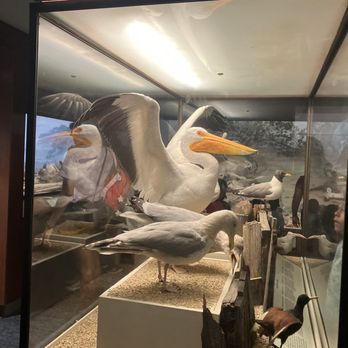 TEXAS SCIENCE & NATURAL HISTORY MUSEUM - Updated October 2025 - 174 ...