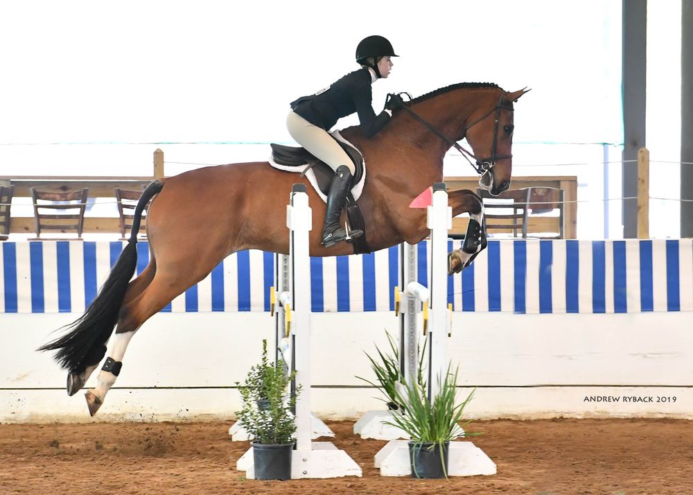 MONARCH STABLES AUSTIN - Updated December 2025 - 44 Photos - 14605 Old ...