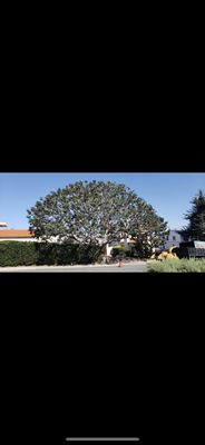 ALL ACCESS TREE CARE - Updated December 2025 - 185 Photos & 315 Reviews ...