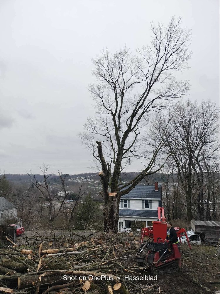 RG TREE SERVICE - Updated December 2025 - 42 Photos - 2228 PA-819 ...