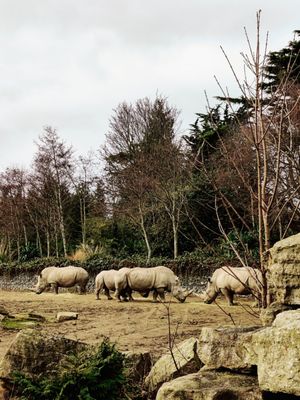 DUBLIN ZOO - Updated June 2025 - 317 Photos & 108 Reviews - Phoenix ...
