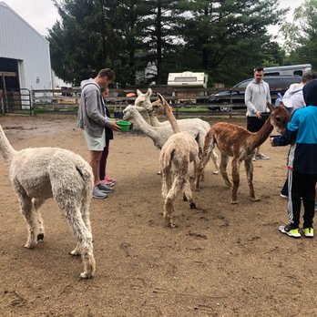 MAGIC MEADOWS ALPACAS - Updated May 2025 - 31 Photos - 9502 Thayer Rd, Wonder Lake, Illinois ...