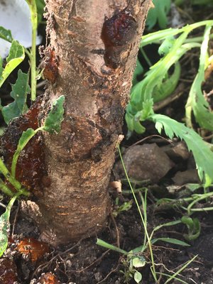 URBAN TREE FARM NURSERY - Updated February 2025 - 78 Photos & 121 ...