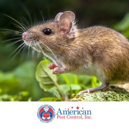 American Pest Control Reviews | Read Customer Service Reviews of ampest.com