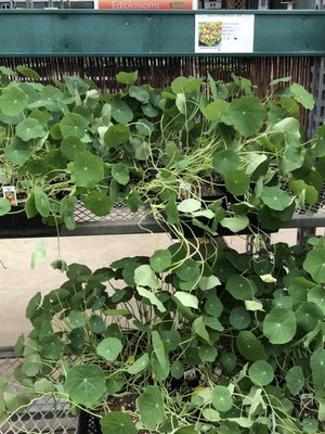 THE ROOT SELLER - Updated December 2025 - 10 Reviews - 16735 Zaychuk ...