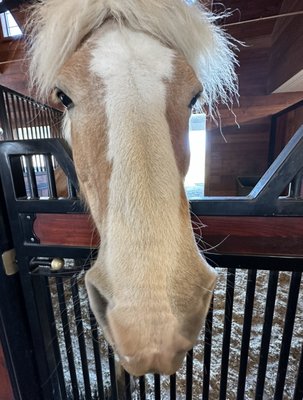 R&R RANCH MINIATURE HORSE SANCTUARY - Updated September 2025 - 12 Photos - 18222 Wild Horse ...