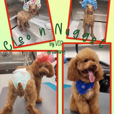 VIP GROOMING AND SITTING - Updated January 2026 - 65 Photos - West Palm ...