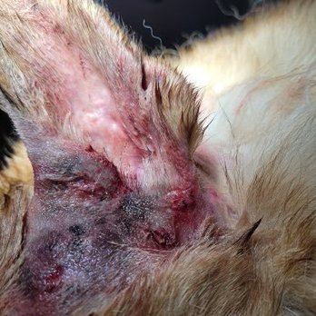 VETERINARY EMERGENCY GROUP - Updated February 2026 - 31 Photos & 15 ...