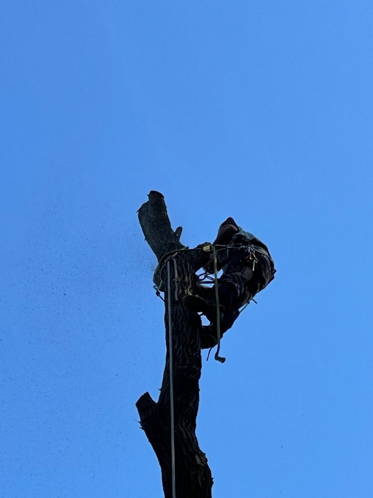 INLINE TREE CARE - Updated May 2025 - Request a Quote - St. Cloud ...