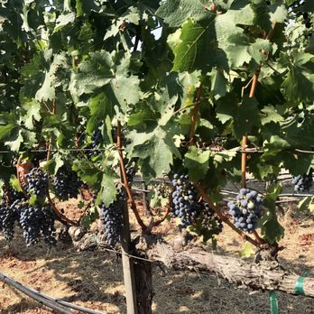 SHAFER VINEYARDS - Updated September 2025 - 176 Photos & 49 Reviews ...