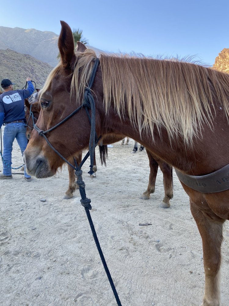 SMOKE TREE STABLES - Updated April 2024 - 336 Photos & 299 Reviews ...