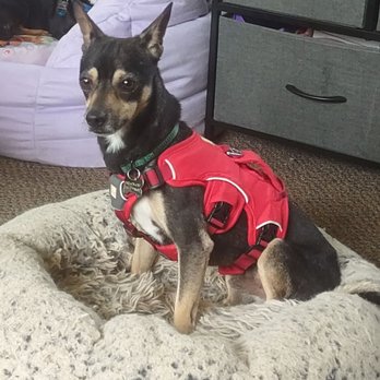 LOW COUNTRY ANIMAL RESCUE - Updated January 2026 - 14 Photos & 35 ...