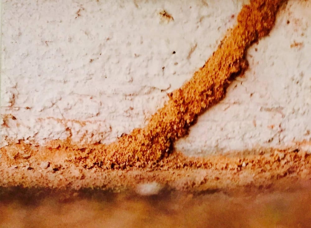 AAA ABCO TERMITE & PEST CONTROL - Updated March 2025 - 25 Photos - Lake ...