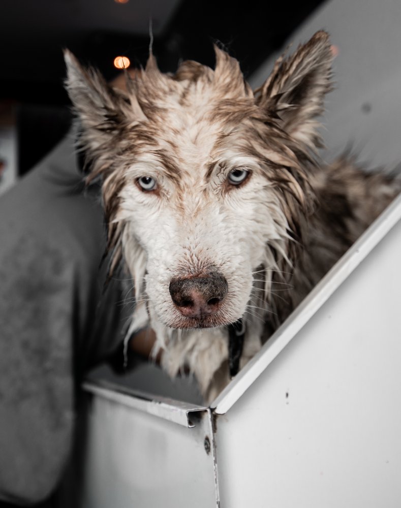 PAWGO - 64 Photos & 113 Reviews - 46 W Hatcher Rd, Phoenix, Arizona ...