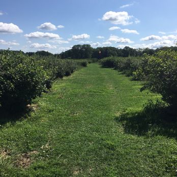 BLUEBERRIES OF INDIANA - TEMP. CLOSED - Updated April 2025 - 11 Photos ...