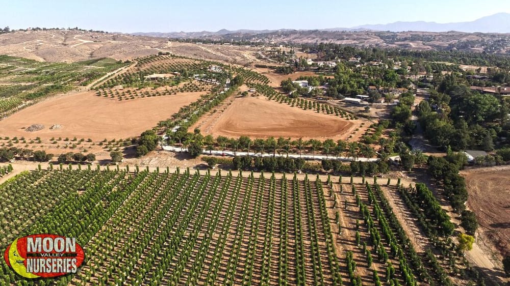 Moon Valley Nursery Chino