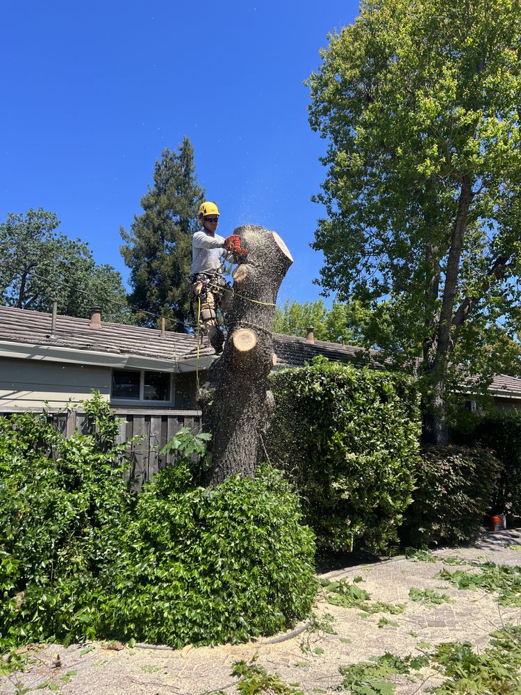 TERRA VERDE - Updated October 2025 - Santa Rosa, California - Tree ...