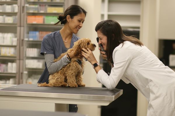 ALII ANIMAL KAHALA - Updated November 2024 - 55 Photos & 10 Reviews ...