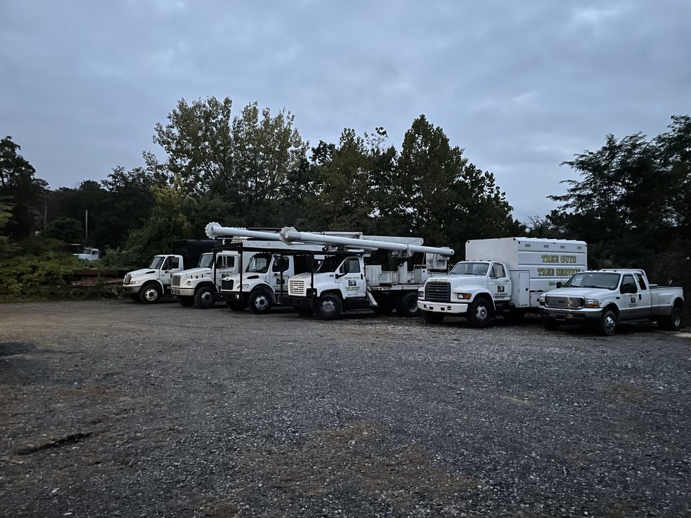TREE GUYS TREE SERVICE - Updated January 2026 - 49 Photos & 12 Reviews ...