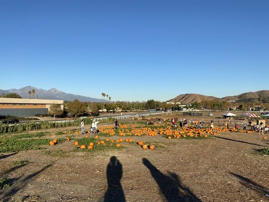 CAL POLY POMONA PUMPKIN FESTIVAL - 534 Photos & 197 Reviews - 4102 S ...