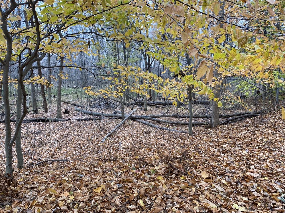 WALDENBURG PARK - 79 Photos - Playgrounds - 19225 21 Mile Rd, Macomb ...