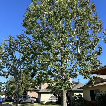 DAVID’S TREE SERVICE - Updated December 2025 - 86 Photos & 112 Reviews ...