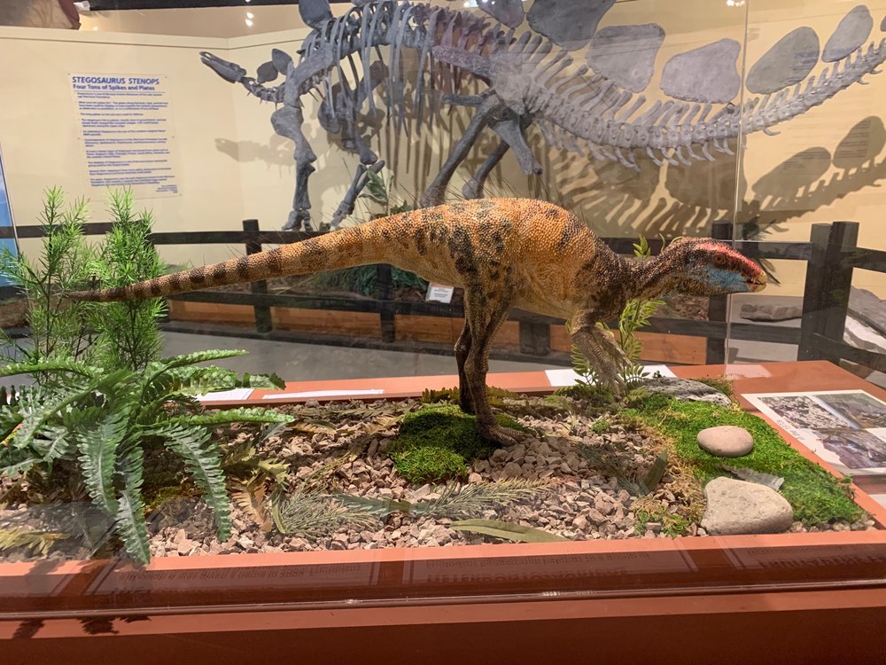 Fruitadens, The Smallest Plant-Eating Dinosaur in The World. - Yelp