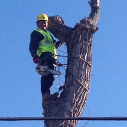 GREEN PINE TREE SERVICE - 10 Photos & 23 Reviews - Tree Services - 8300 ...