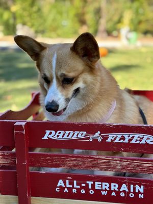 PATCHEN PUMPKIN PATCH - Updated December 2025 - 108 Photos & 46 Reviews ...