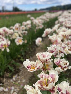 KNUTSON FARMS - Updated October 2024 - 61 Photos & 26 Reviews - 16406 ...