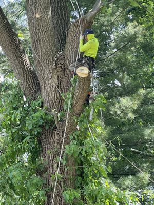 PERFECT CUT TREE SERVICE - Updated December 2025 - 18 Photos & 53 ...
