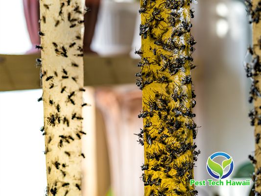 PEST TECH HAWAII - Updated January 2026 - 84 Photos & 125 Reviews ...