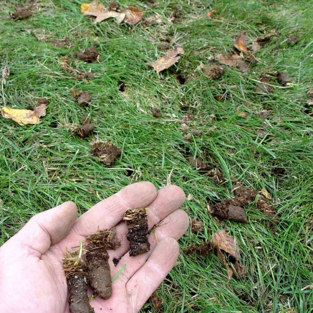 GRASS BUSTERS LAWN CARE - Deweyville, Utah - Lawn Services - Phone ...