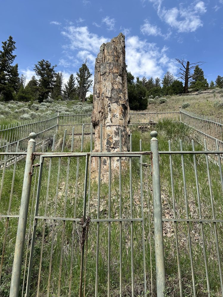 PETRIFIED TREE - Updated September 2025 - Yellowstone National Park ...