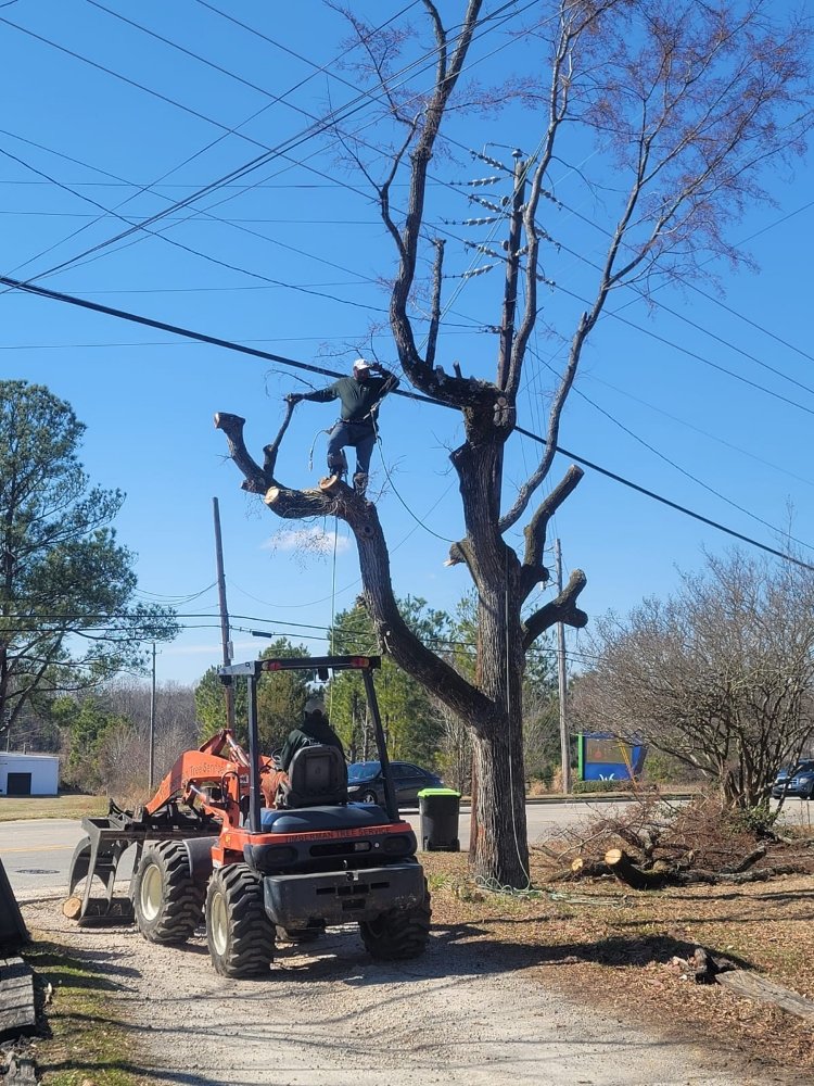 TIMBERMAN TREE SERVICE - Updated June 2024 - 61 Photos & 30 Reviews ...