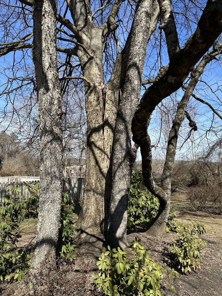 HANCOCK TREE SERVICE - Updated October 2025 - 15 Photos & 12 Reviews ...