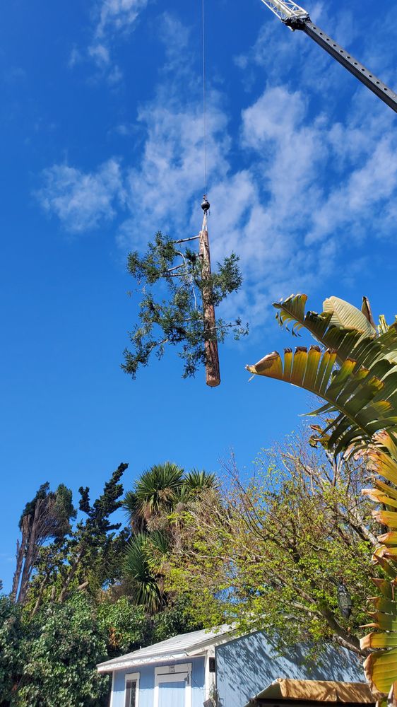 JULIAN TREE CARE - Updated September 2025 - 112 Photos & 75 Reviews ...