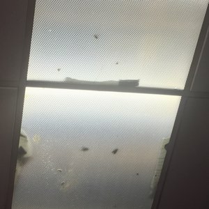 SWEET BABY JANE’S - 24 Photos & 35 Reviews - 520 W Pike St ...