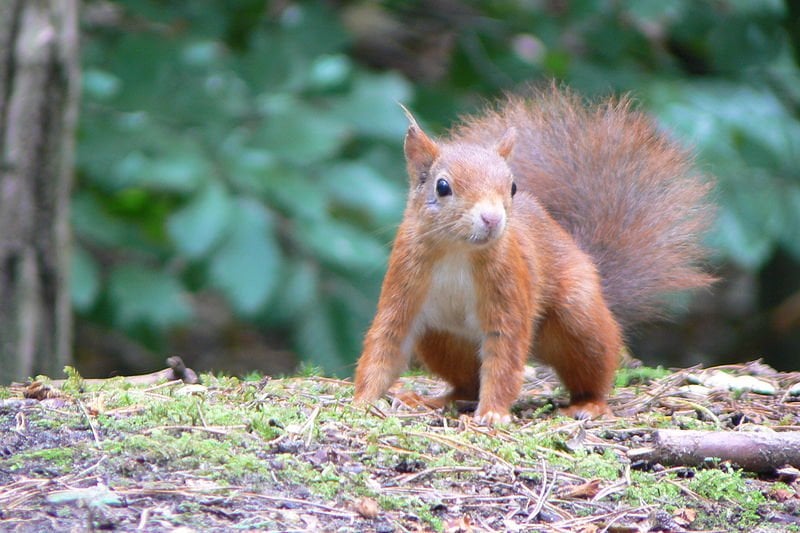 FORMBY SQUIRREL RESERVE - Updated January 2026 - Victoria Road ...