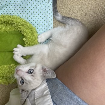 FLORIDA HUMANE SOCIETY - Updated November 2024 - 43 Photos & 53 Reviews ...