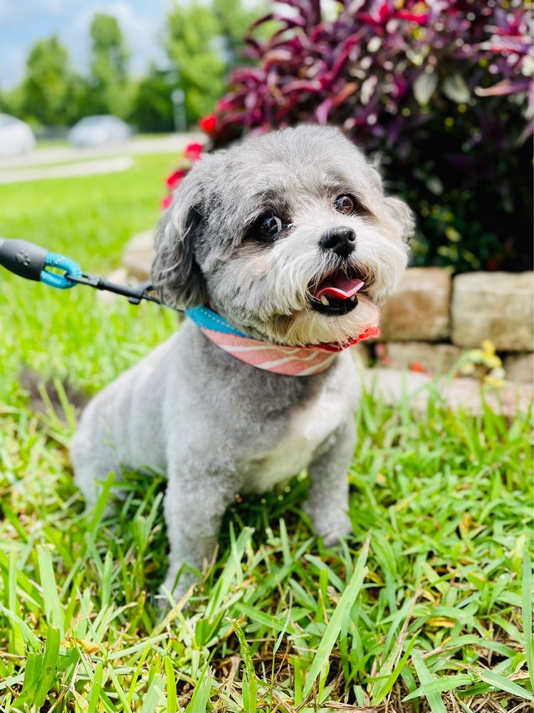 ALL 4 PETS - Updated June 2025 - 41 Photos & 50 Reviews - 425 S Avalon ...