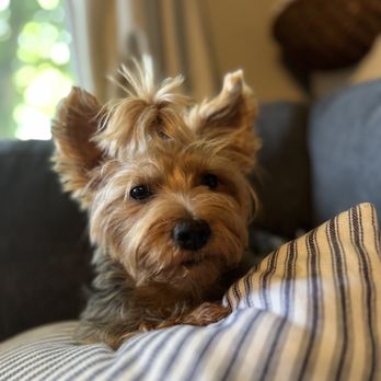 POSH PUPPIES INDIANA - Updated January 2026 - 36 Photos & 24 Reviews ...