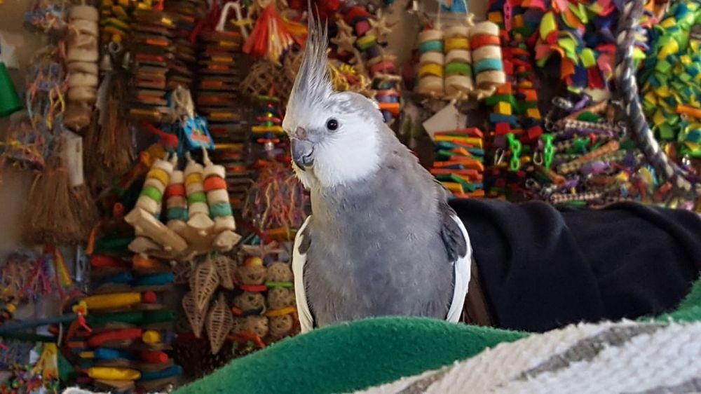 PAMPERED PARROT BEHAVIOR COACHING AND BOARDING - Updated January 2026 ...