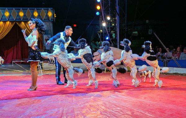 CIRCUS FLORA - 47 Photos & 20 Reviews - 3401 Washington Blvd, Saint ...