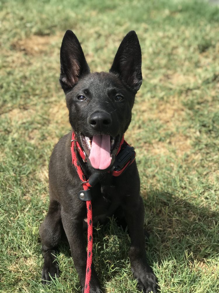 AIRBORNE K9 - Updated August 2025 - Request Consultation - 38 Photos ...