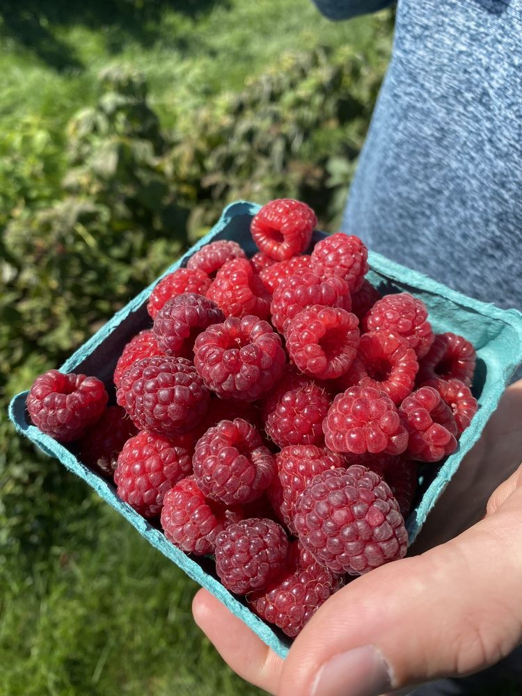 HEIDER’S BERRY FARM - Updated December 2025 - 38 Photos & 17 Reviews ...