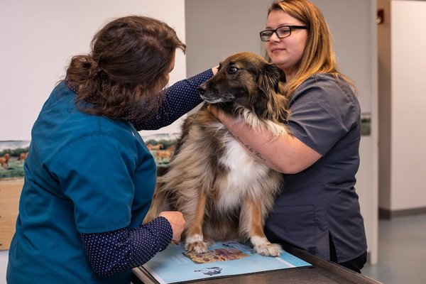 CORNERSTONE VETERINARY HOSPITAL - Updated September 2025 - 26 Reviews ...